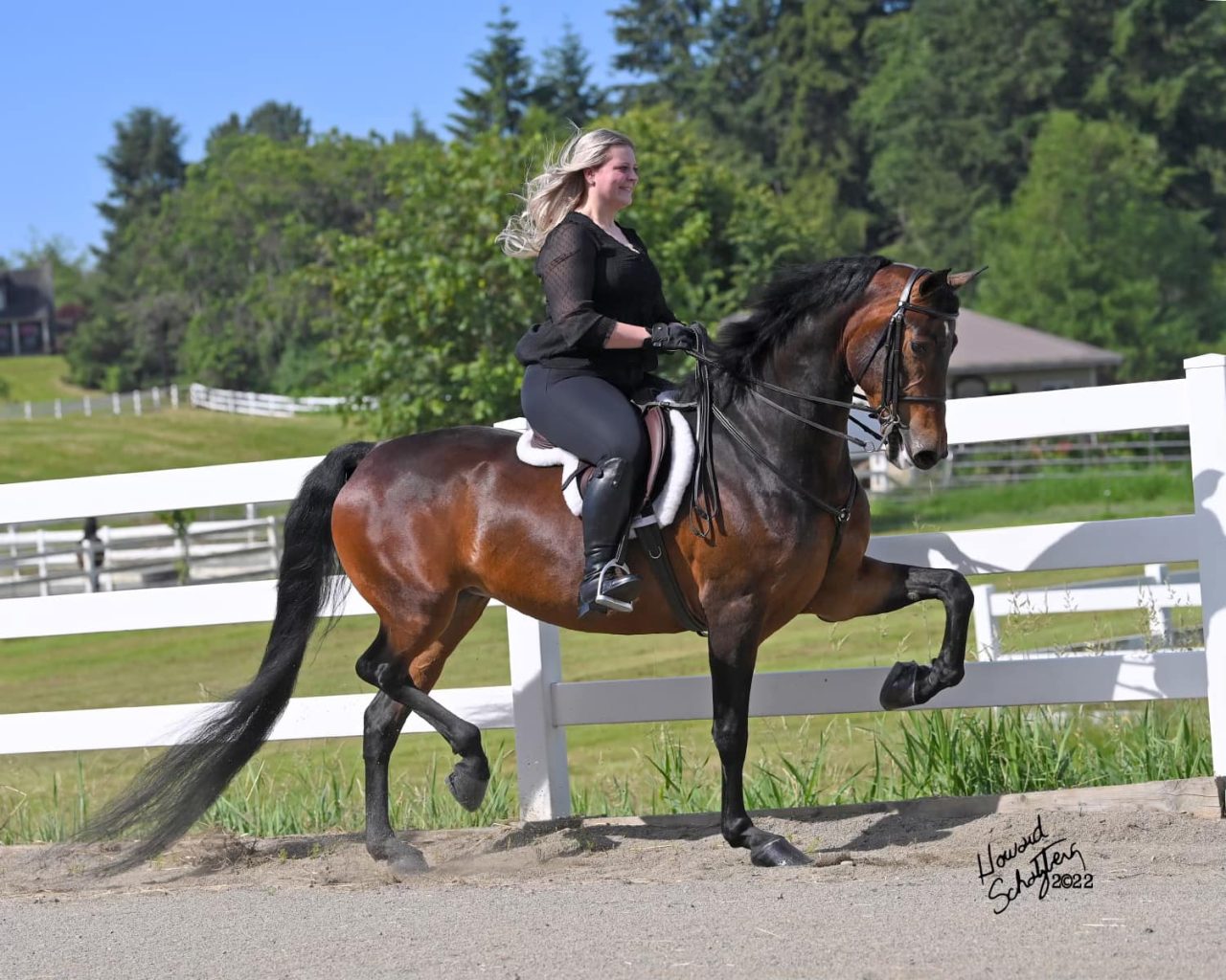 Fire Run Farm | Breeding & Showing World Champion Morgan Horses